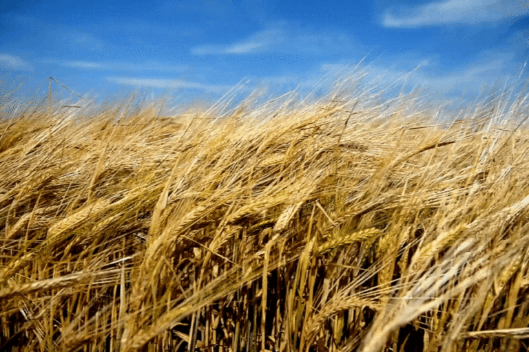 USDA Expands Pandemic Assistance - DRM Food & Beverage Law Blog